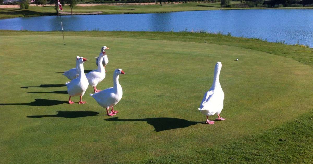 How To Introduce Your Kids To Golf (and have fun)